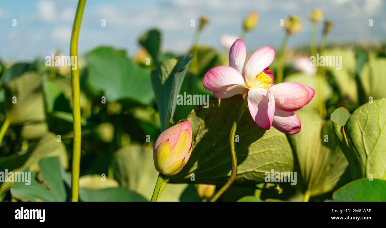 A pink lotus flower sways in the wind. Against the background of their ...