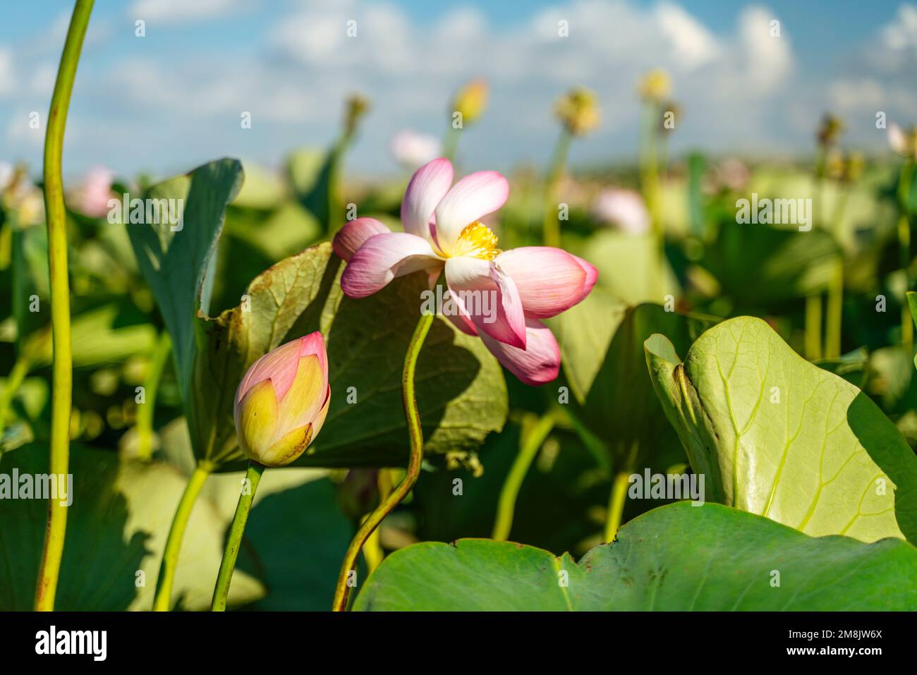 A pink lotus flower sways in the wind. Against the background of their ...
