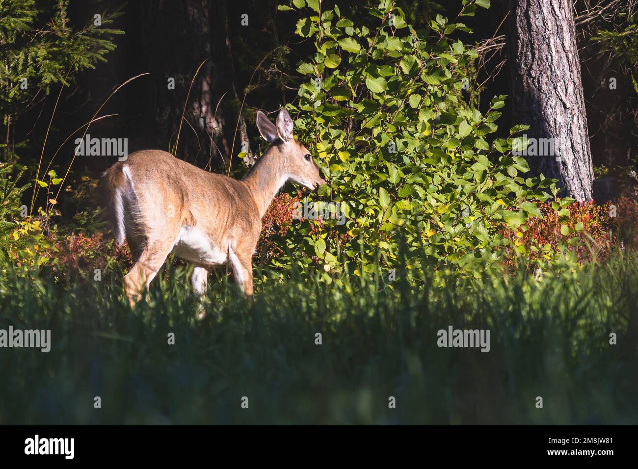 White-tailed deer pasturing in the meadows woods of the Southern ...