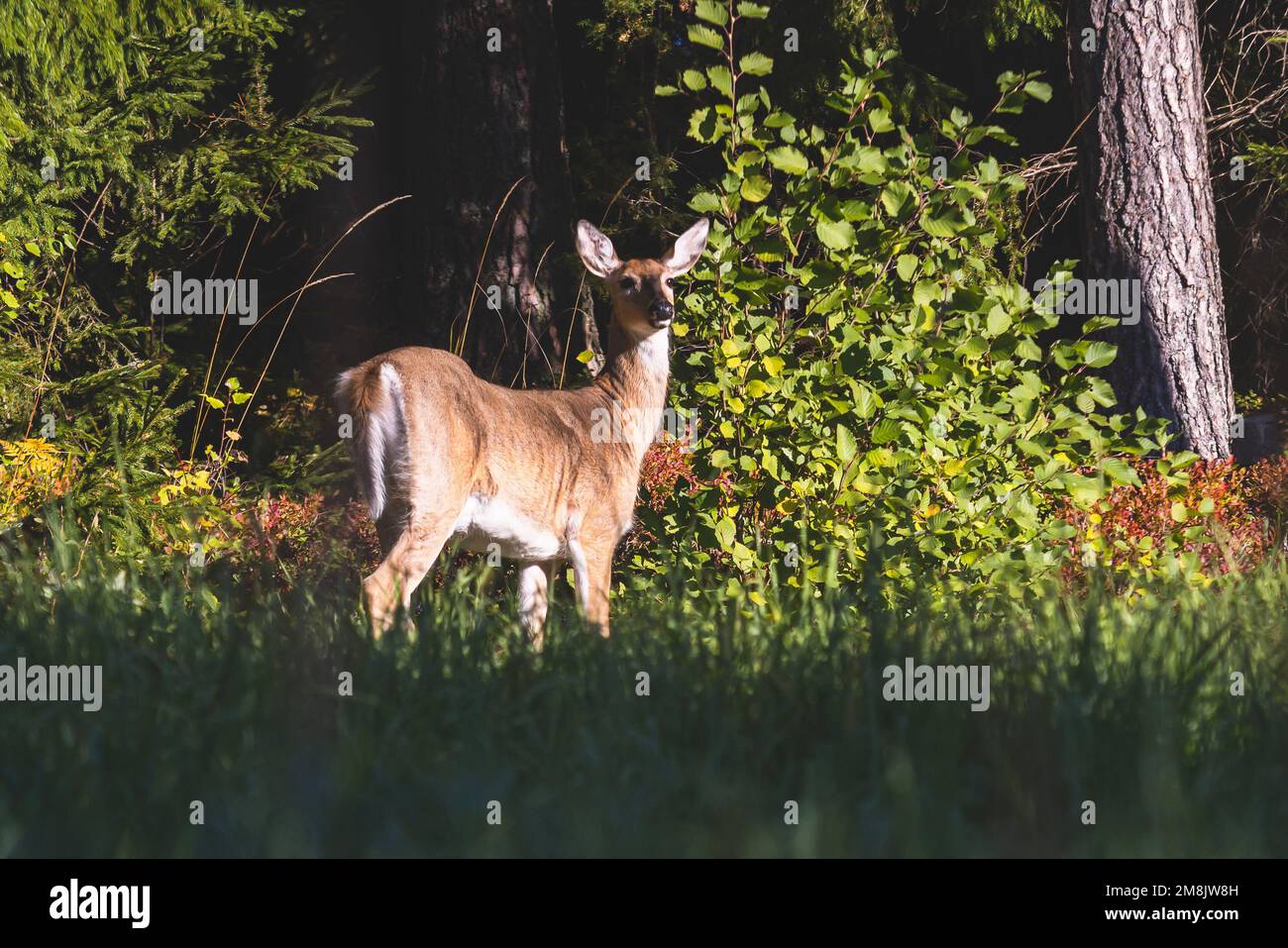 White-tailed deer pasturing in the meadows woods of the Southern ...