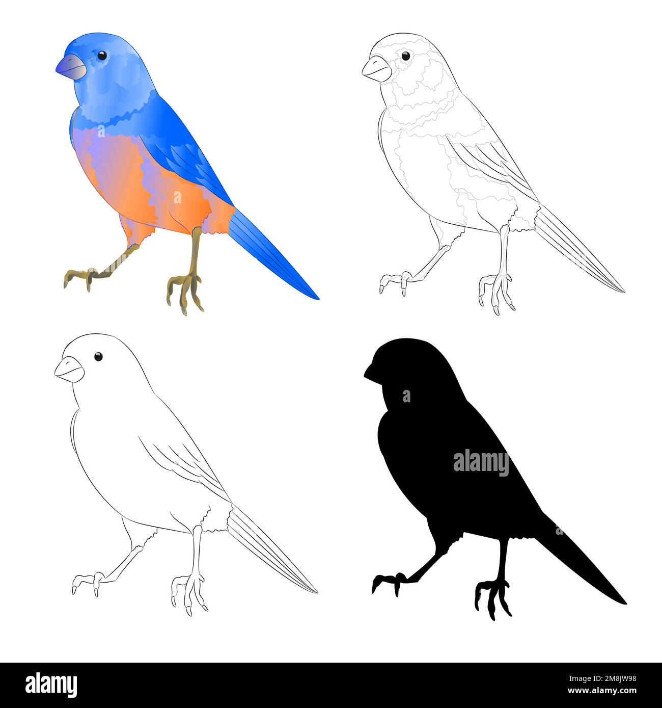 Bluebird small bird thrush outline and silhouette on a white background ...