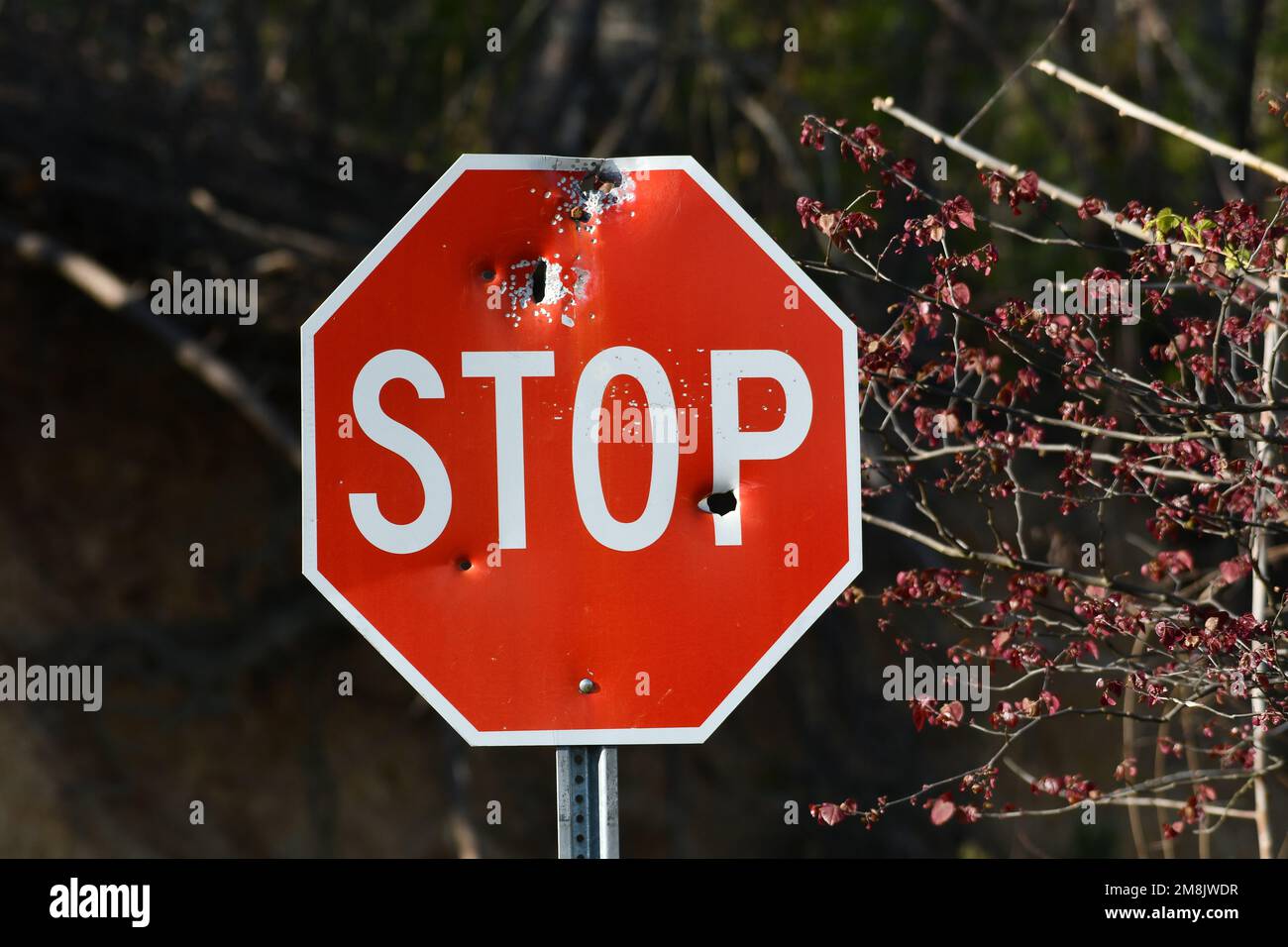 Stop sign with bullet holes in the sun Stock Photo - Alamy