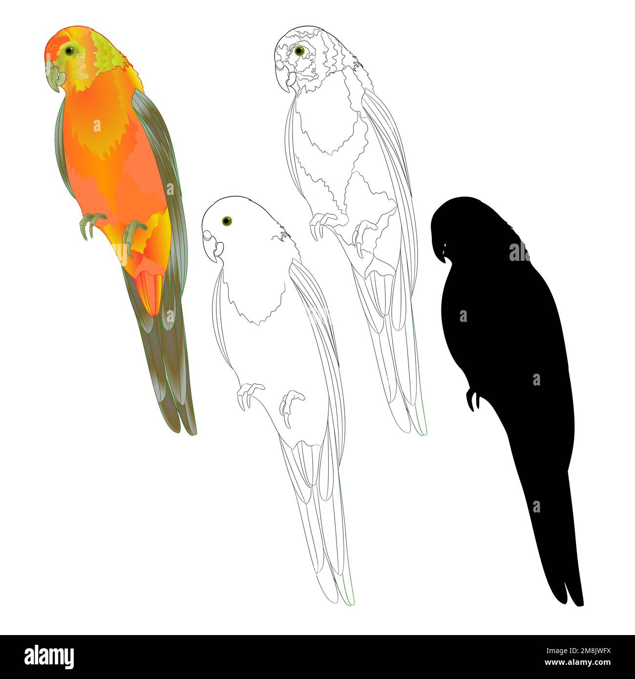 Conure Parrot Drawing