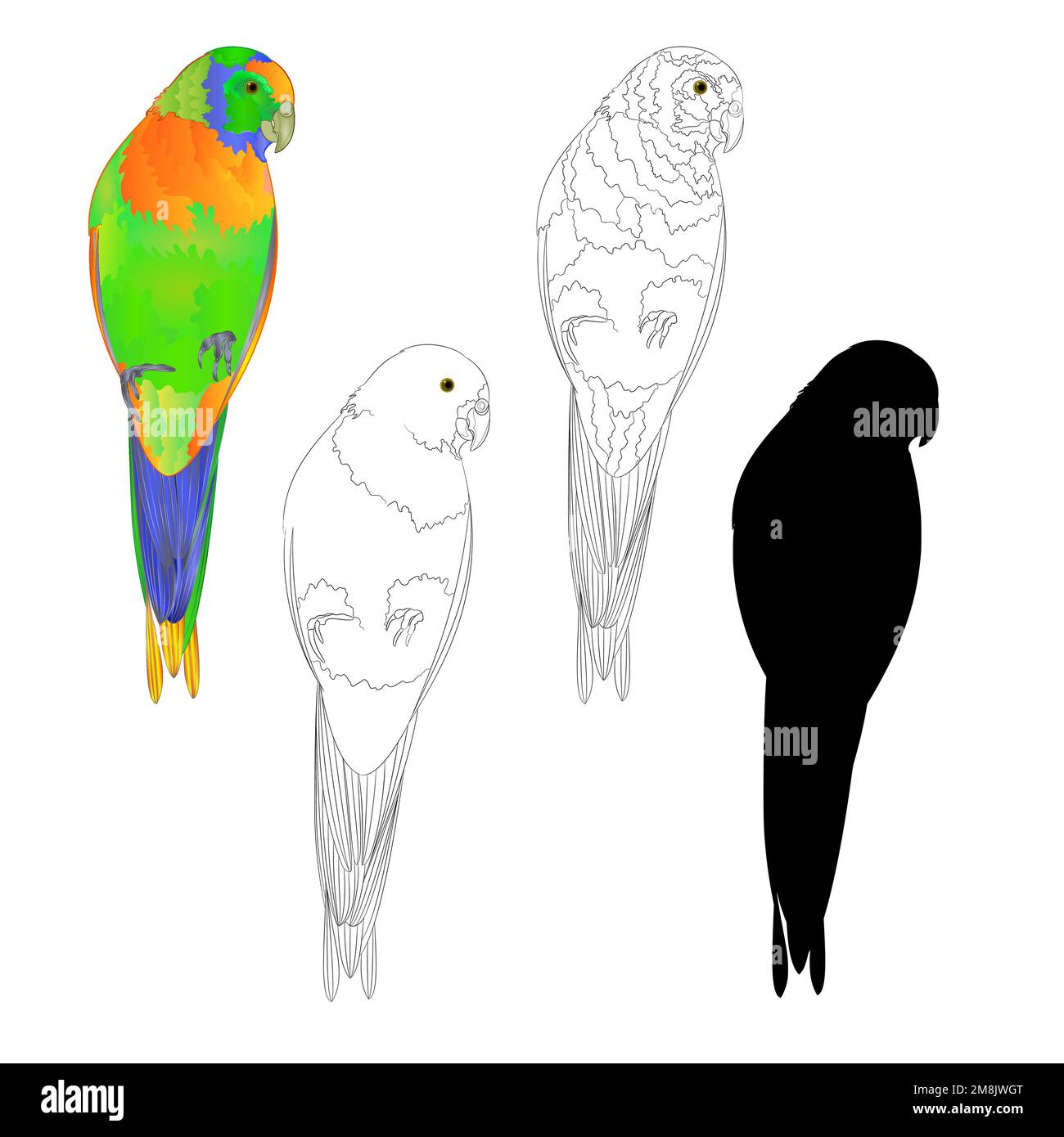 Sun Conure Parrot tropical bird natural and outline and silhouette on a ...