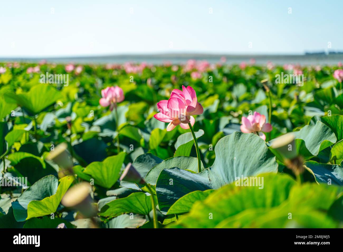 A pink lotus flower sways in the wind, Nelumbo nucifera. Against the ...