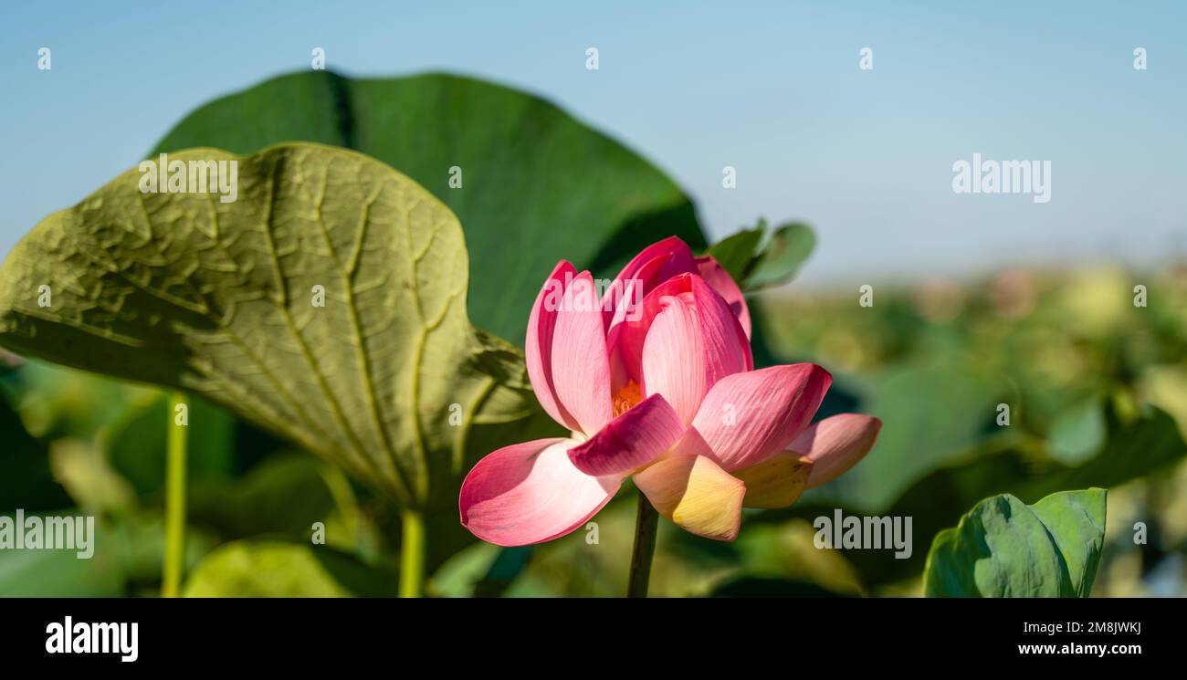 A pink lotus flower sways in the wind. Against the background of their ...