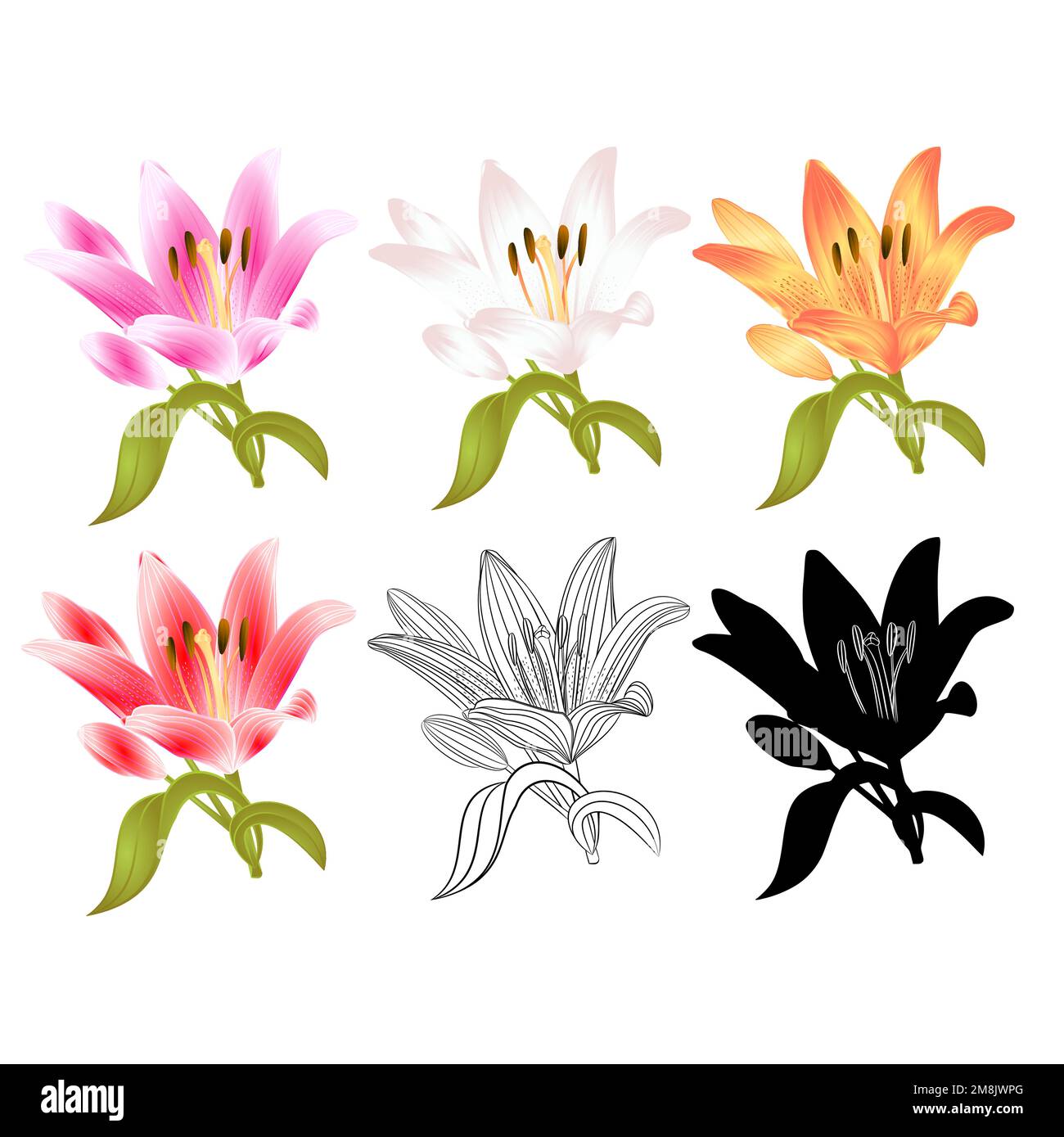 Stem Lily flower red yellow white pink outline and silhouette Lilium ...