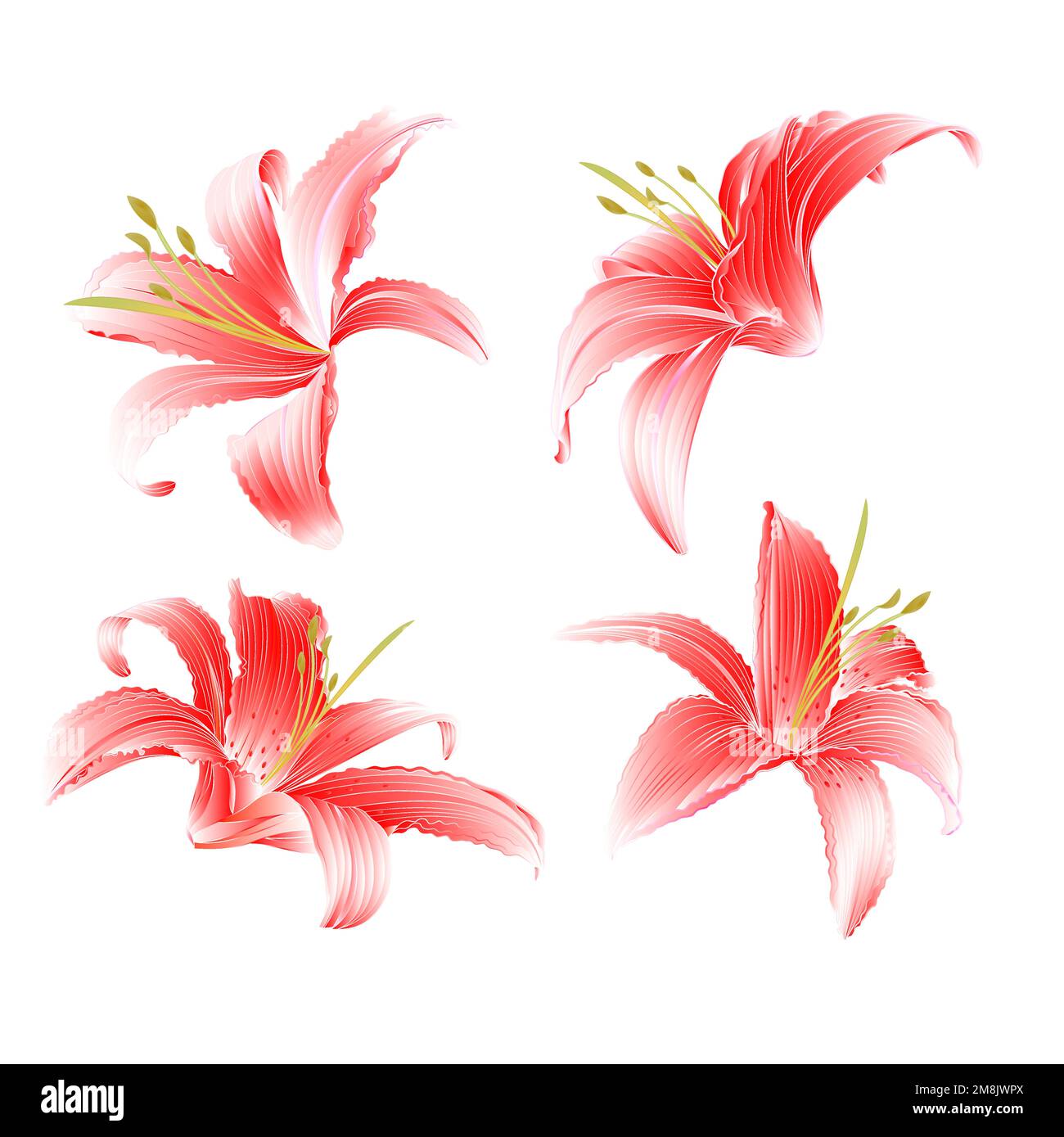 Lily Lilium candidum, a red flowers set on a white background vintage ...