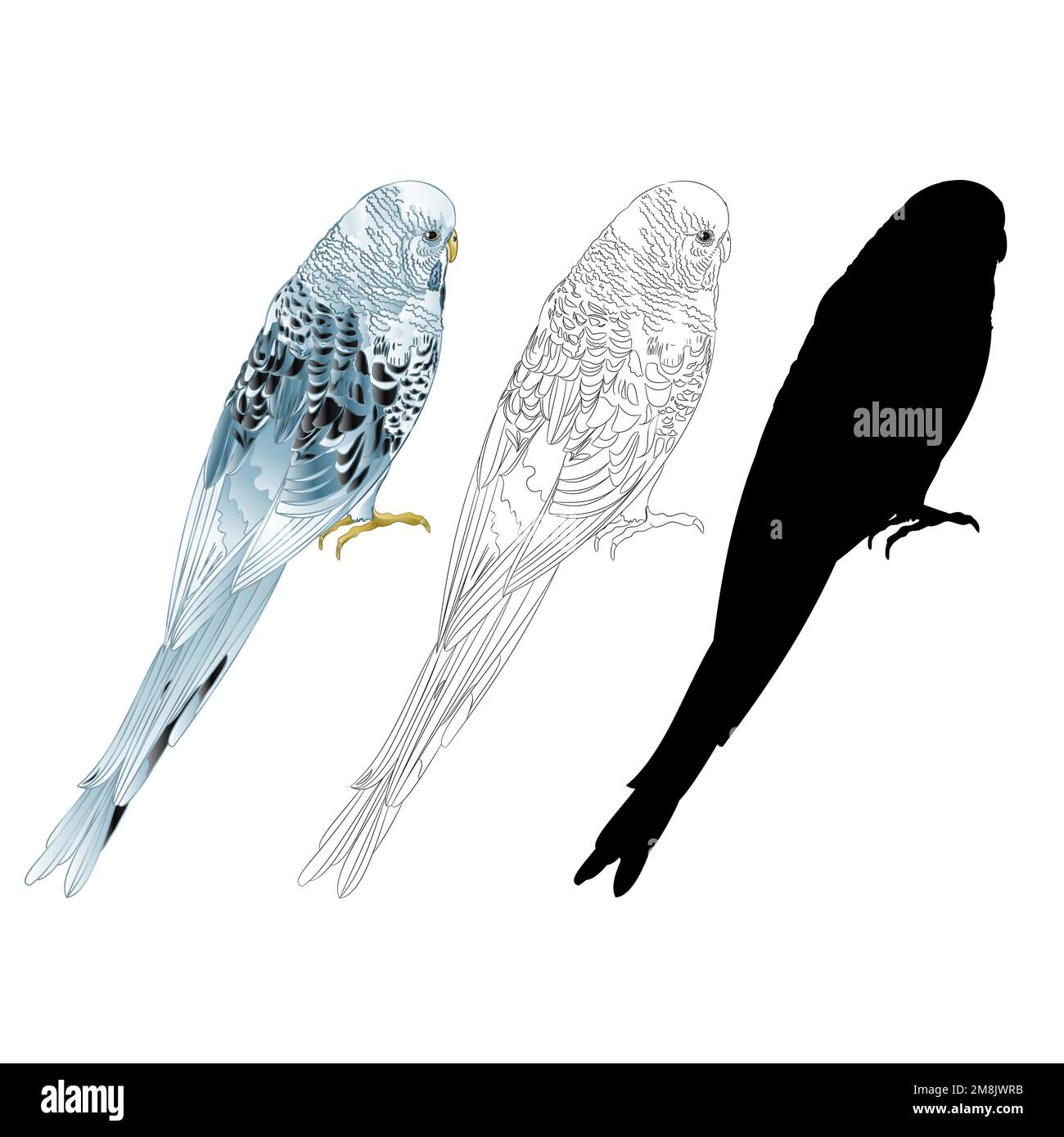 Budgerigar, blue pet parakeet or shell parakeet or budgie home pet ...