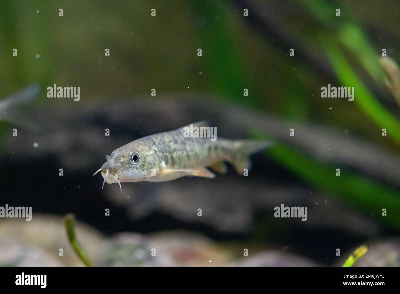 Barbel underwater barbus hi-res stock photography and images - Alamy