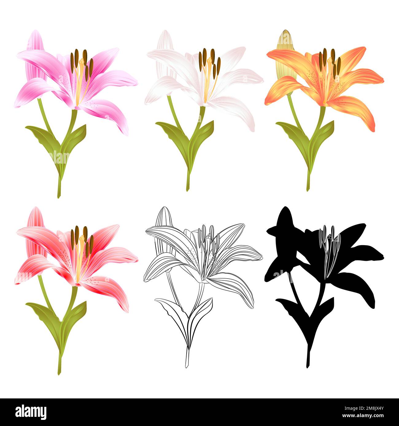 Yellow red lilies in Stock Vector Images - Alamy