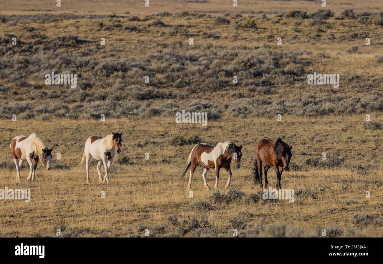 Wild Horses in Autumn in the Wyoming Desert Stock Photo - Alamy