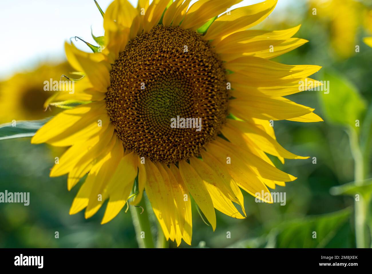 Sunflower flower on agriculture field, growing sunflower for production ...