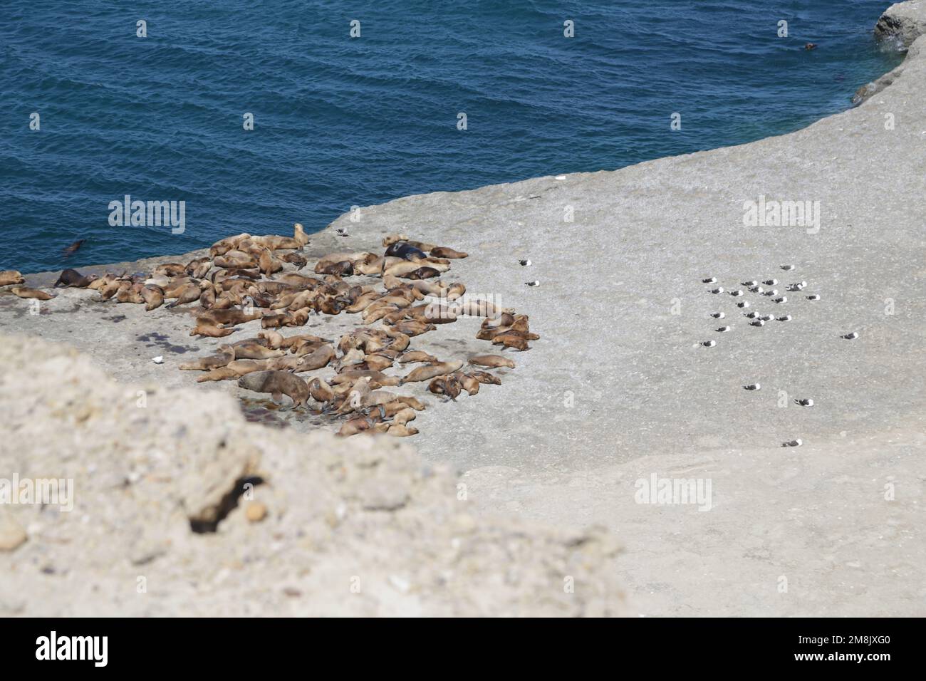 in the land of patagonia the nature and the wild Stock Photo - Alamy
