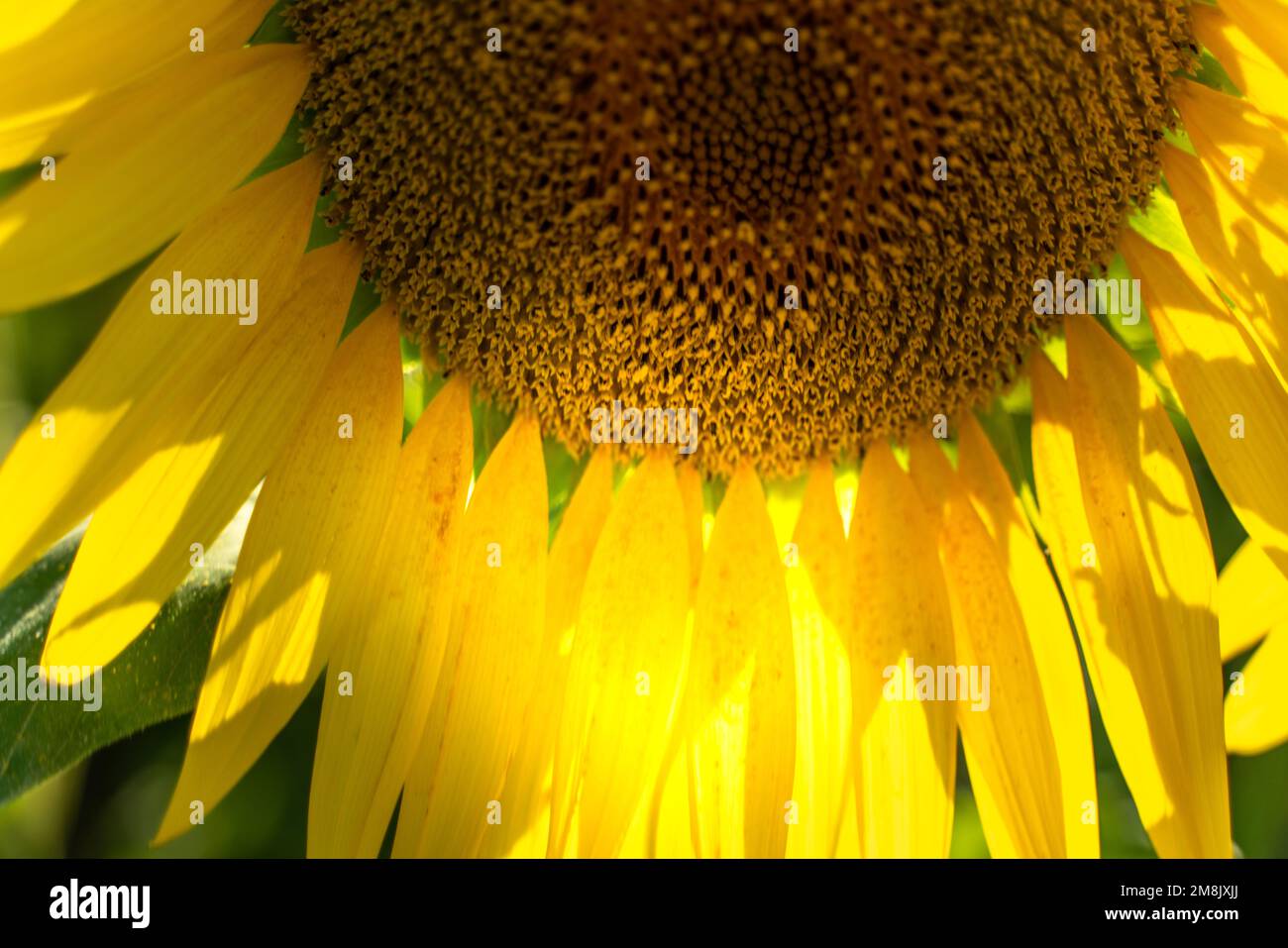 Half of a sunflower flower against a blue sky. The sun shines through ...