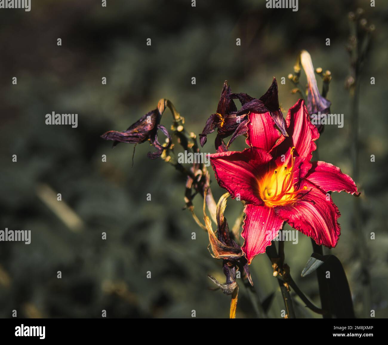 Red lily half wilted against a grey background in the Ludwigsburg ...