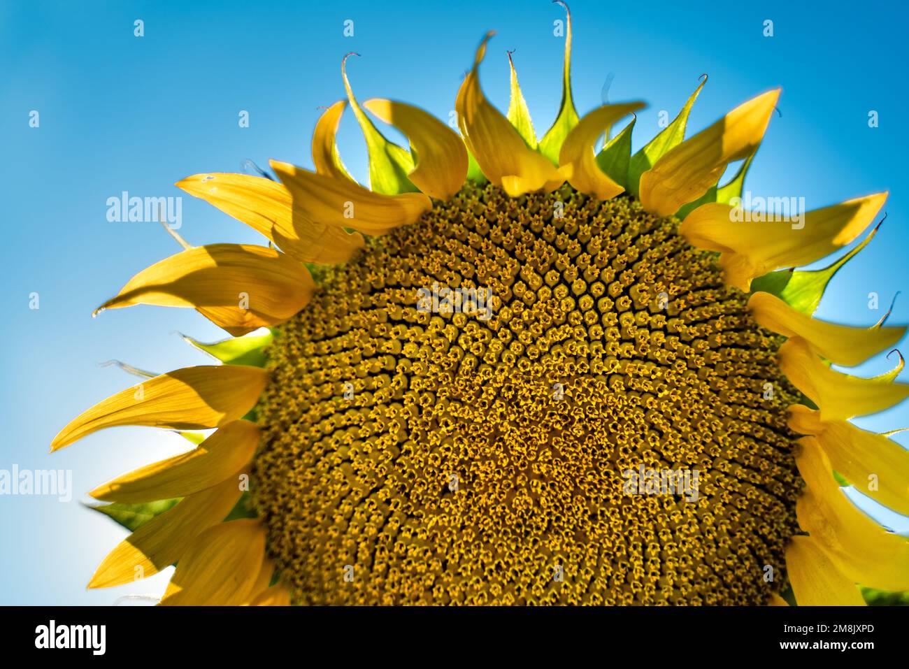 Half of a sunflower flower against a blue sky. The sun shines through ...