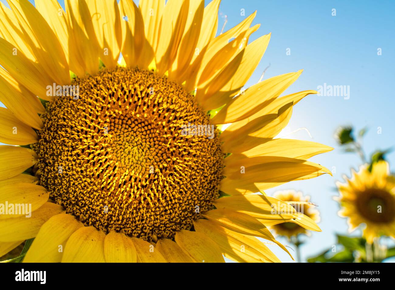 Half of a sunflower flower against a blue sky. The sun shines through ...