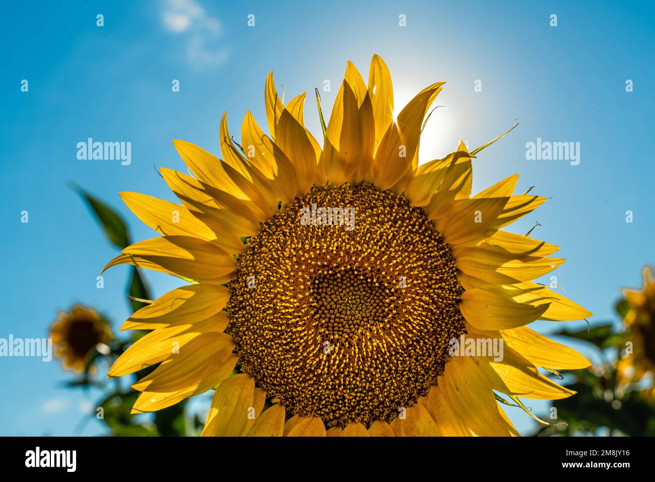 Half of a sunflower flower against a blue sky. The sun shines through ...