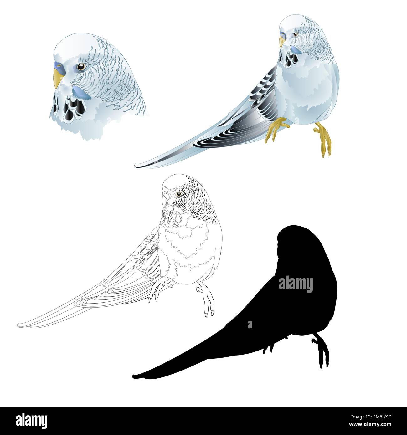 Budgerigar, blue pet parakeet or budgie or shell parakeet home pet ...