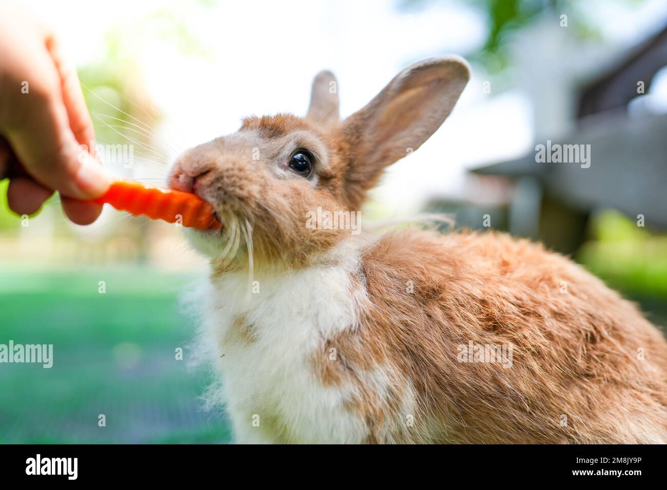 A human feeding a fluffy ginger bunny Stock Photo - Alamy