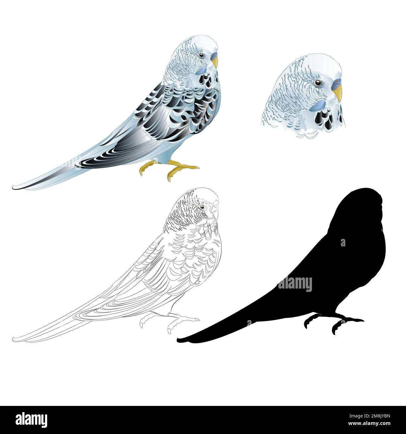 Bird Budgerigar parakeet blue pet parakeet or budgie or shell parakeet ...