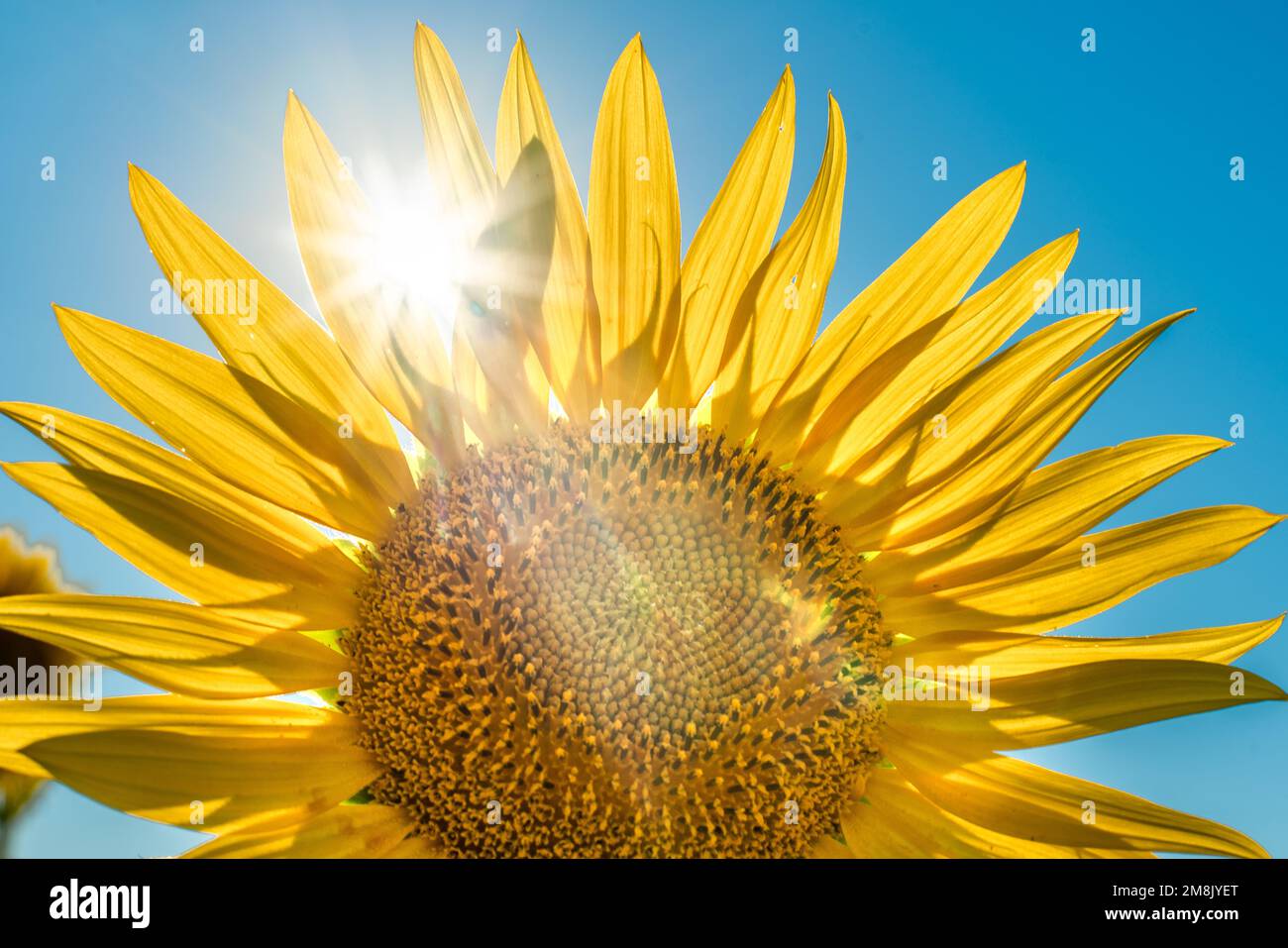 Half of a sunflower flower against a blue sky. The sun shines through ...