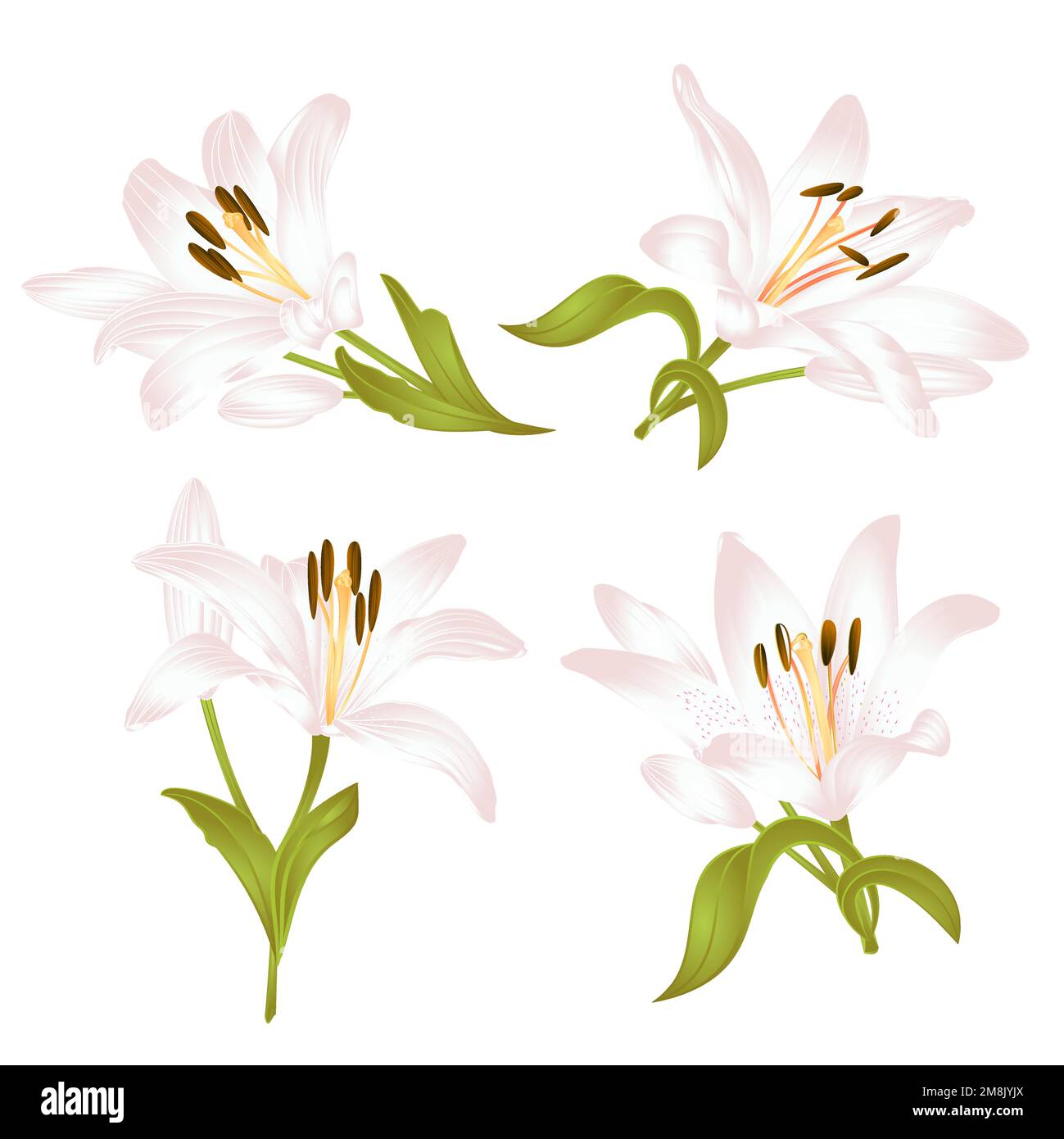 White Lily Lilium candidum,flower with leaves and bud on a white ...