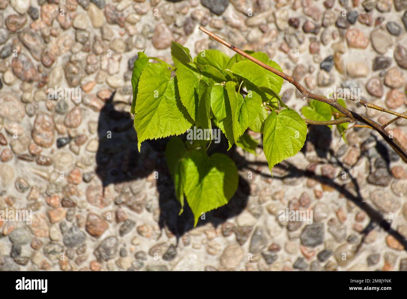 Close up of a branch against wall Stock Photo - Alamy