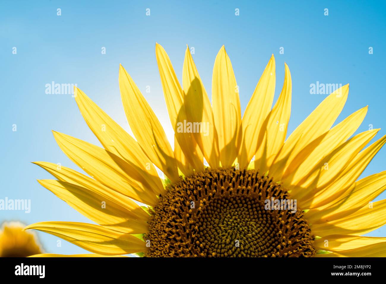Half of a sunflower flower against a blue sky. The sun shines through ...