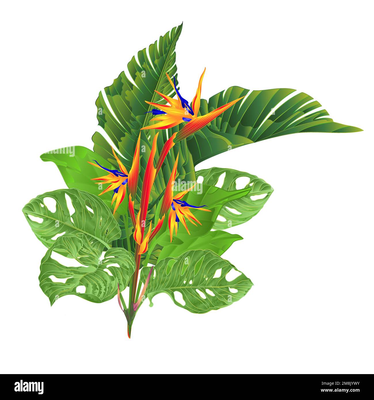 Beautiful Strelitzia reginae tropical flowers and banana leaves and ...