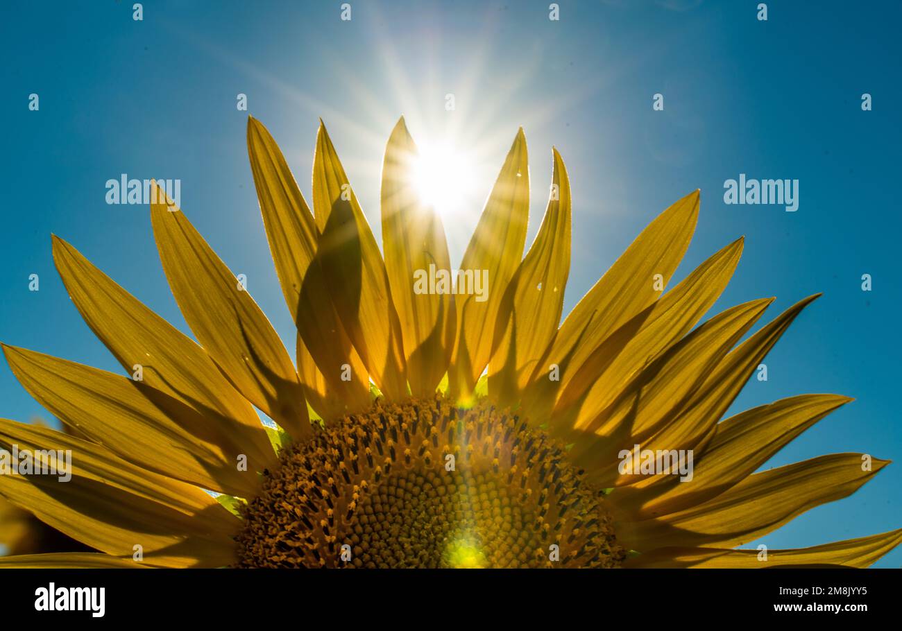Half of a sunflower flower against a blue sky. The sun shines through ...