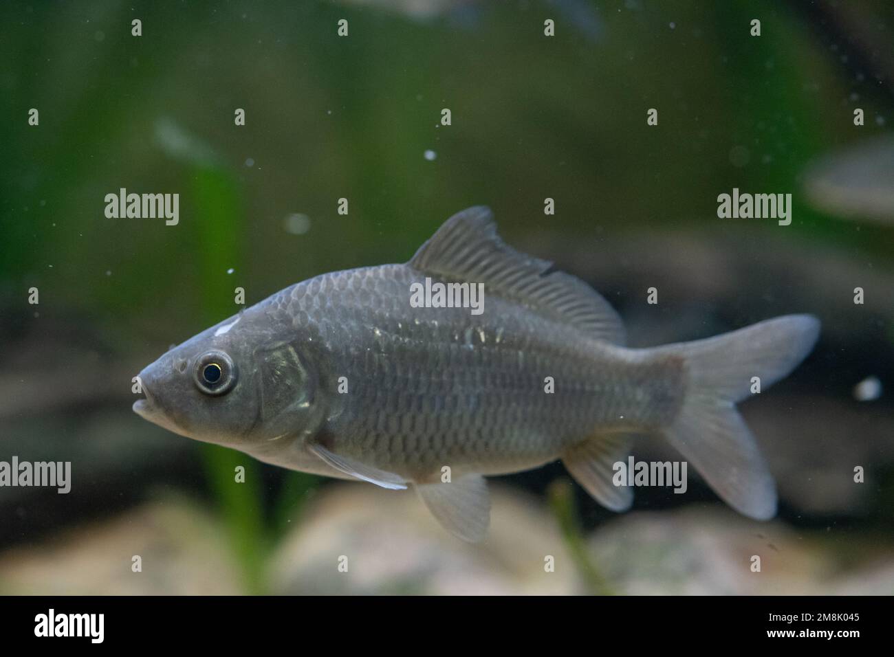 small carp swimming on the bottom of a pond Stock Photo - Alamy