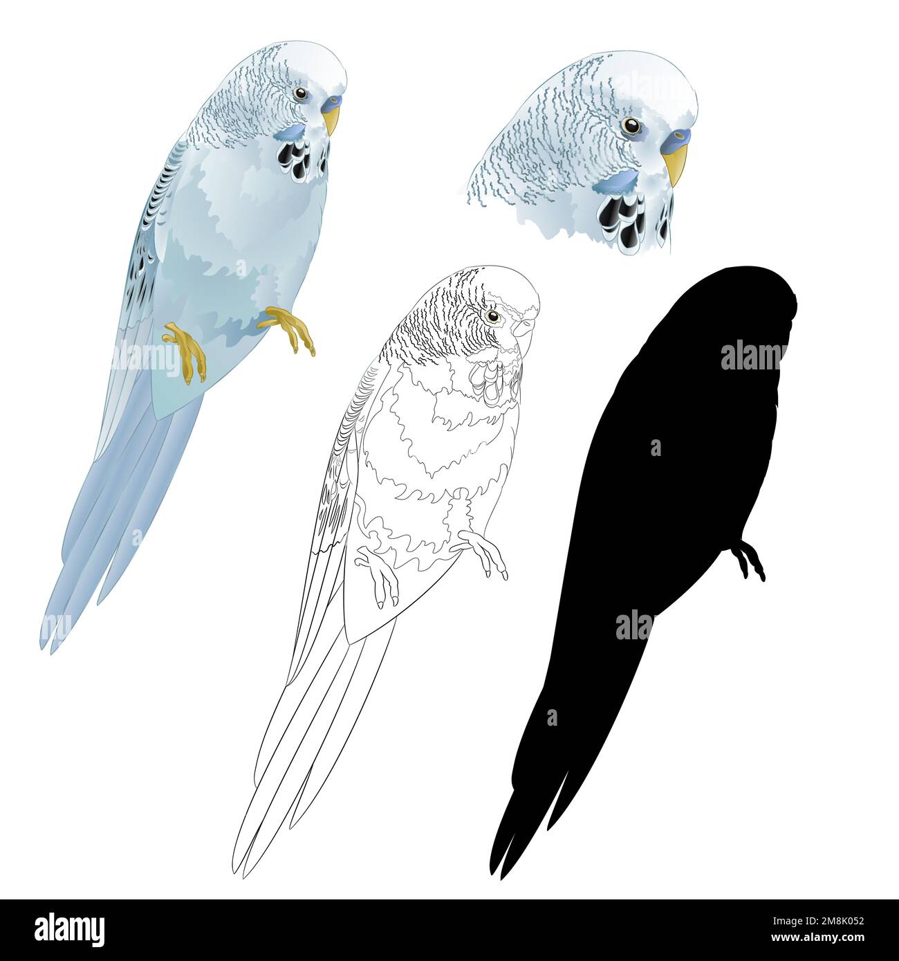 Exotic pet at home Stock Vector Images - Alamy