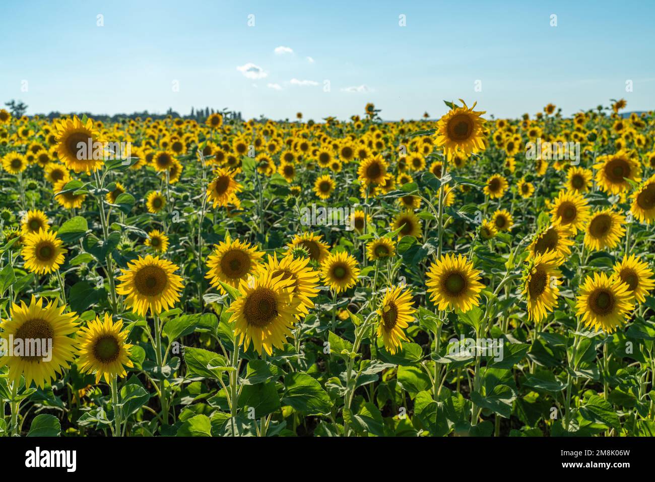 Sunflower field agriculture hi-res stock photography and images - Alamy