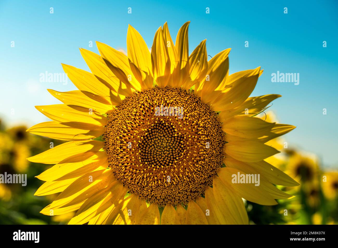 Half of a sunflower flower against a blue sky. The sun shines through ...