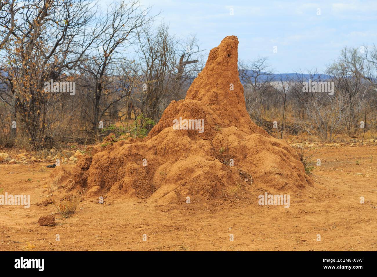 Large termite mound in typical african landscape with termite in ...