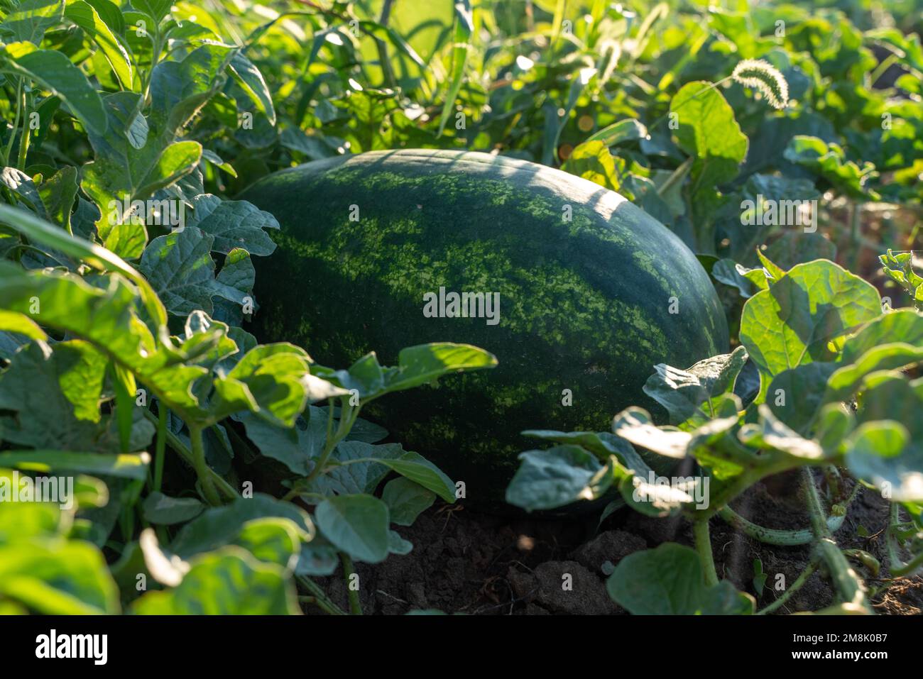 Watermelon grows on a green watermelon plantation in summer ...