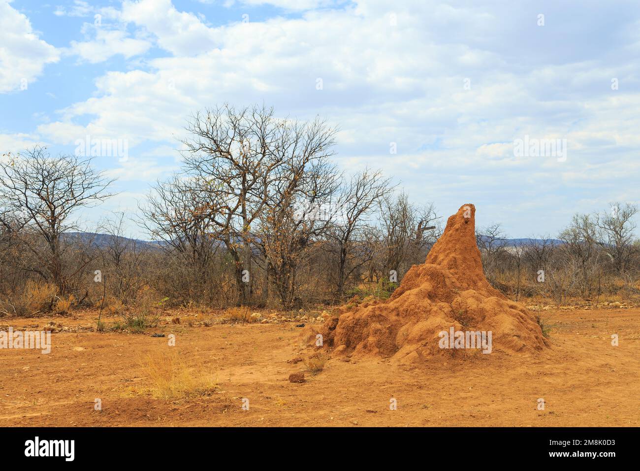 Large termite mound in typical african landscape with termite in ...
