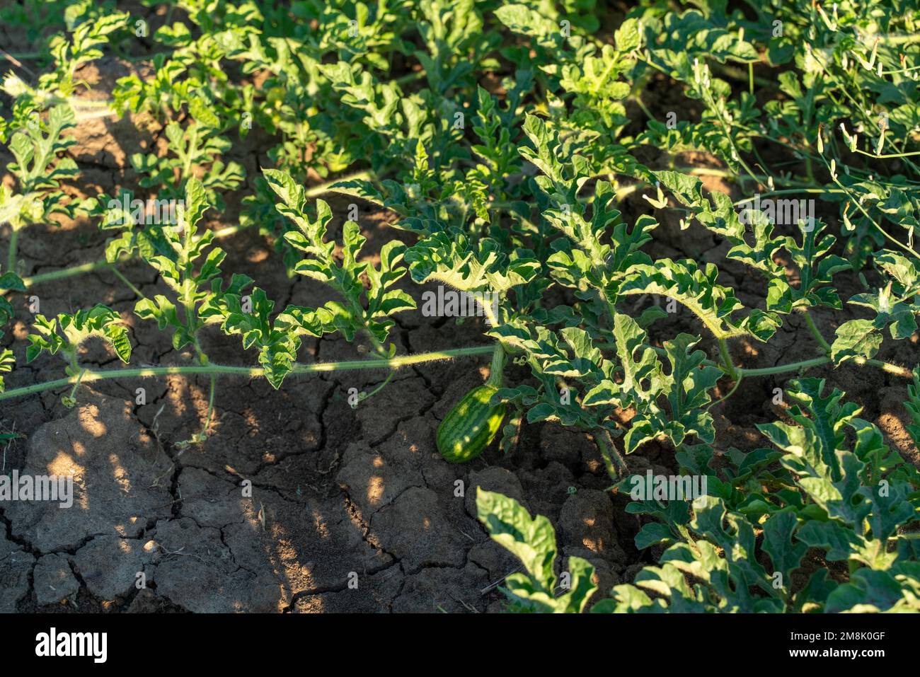 Watermelon grows on a green watermelon plantation in summer ...