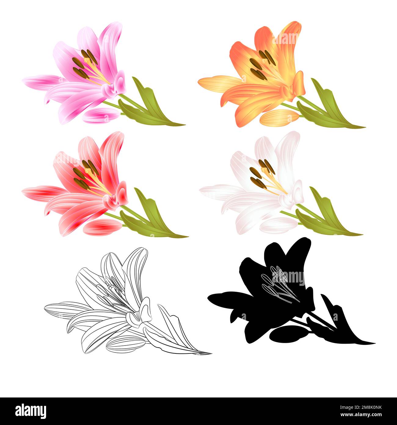 Lilium candidum vector vectors hi-res stock photography and images - Alamy