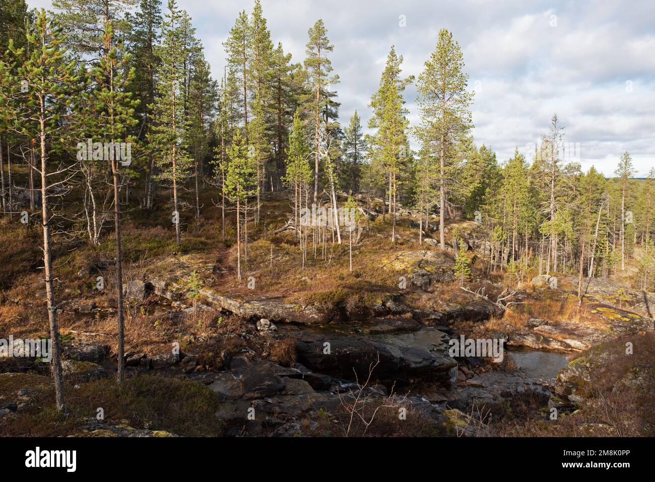 Lemmenjoki National Park, near Inari, Finland Stock Photo - Alamy
