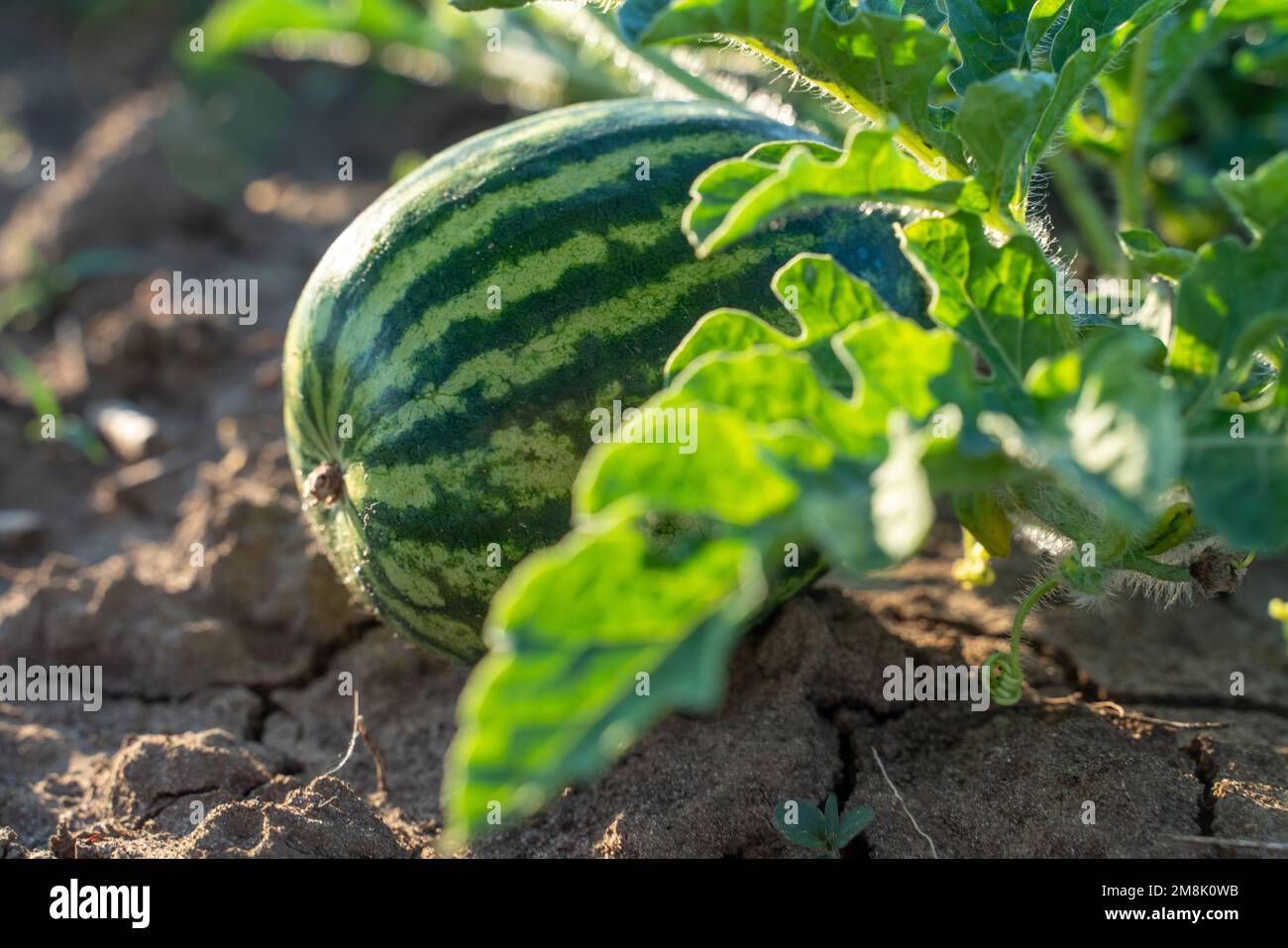 Watermelon grows on a green watermelon plantation in summer ...