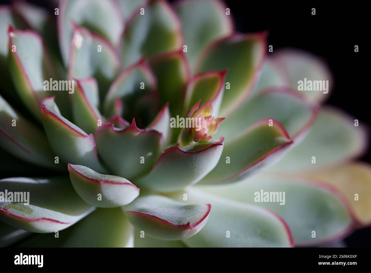 A macro shot of the petals of the blooming succulent Stock Photo - Alamy
