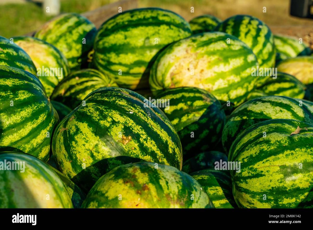 Big watermelons hi-res stock photography and images - Alamy
