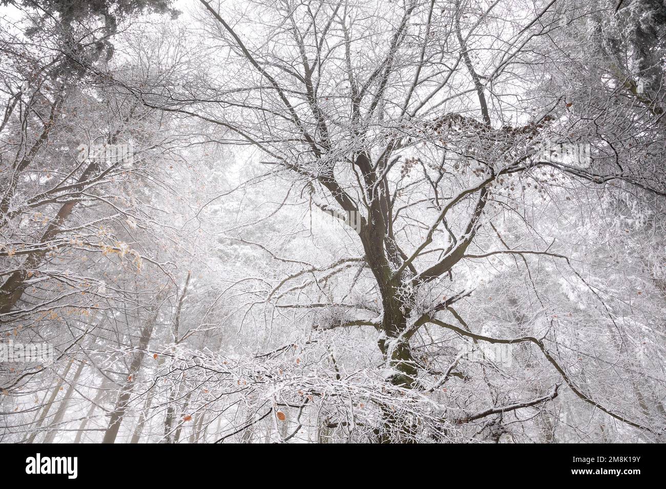 Big beech tree hi-res stock photography and images - Alamy