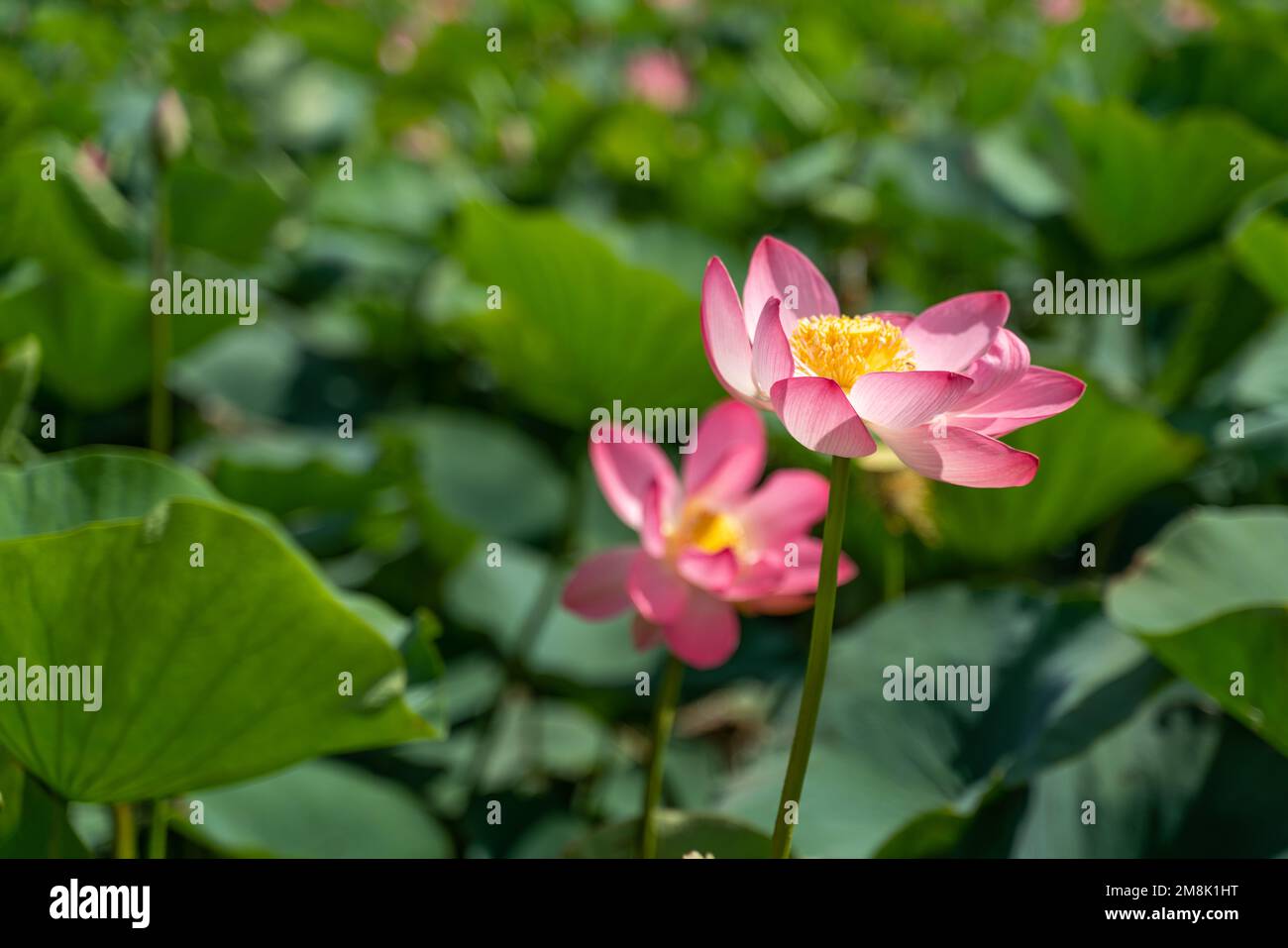A pink lotus flower sways in the wind. Against the background of their ...