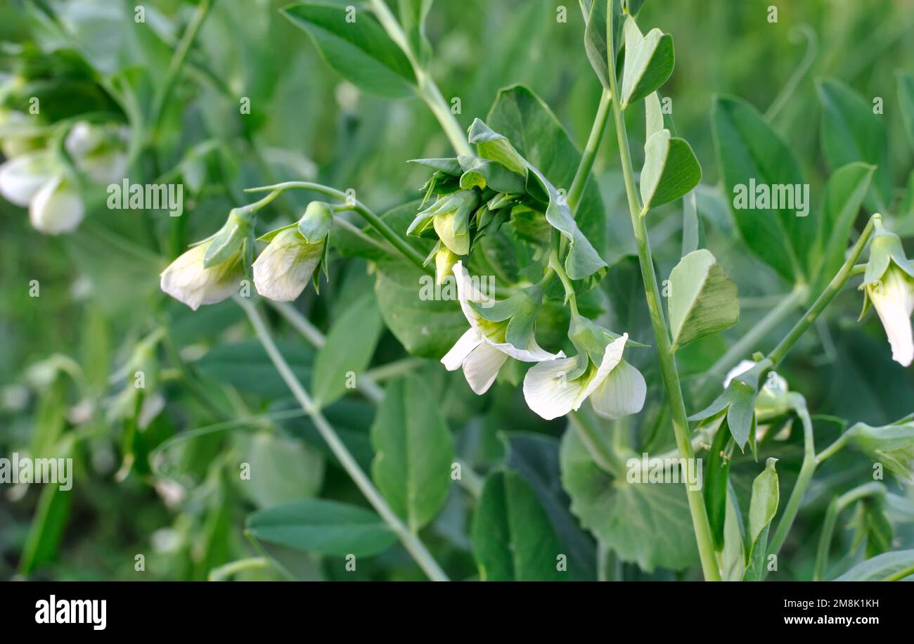 Vegetable pea flower hi-res stock photography and images - Alamy