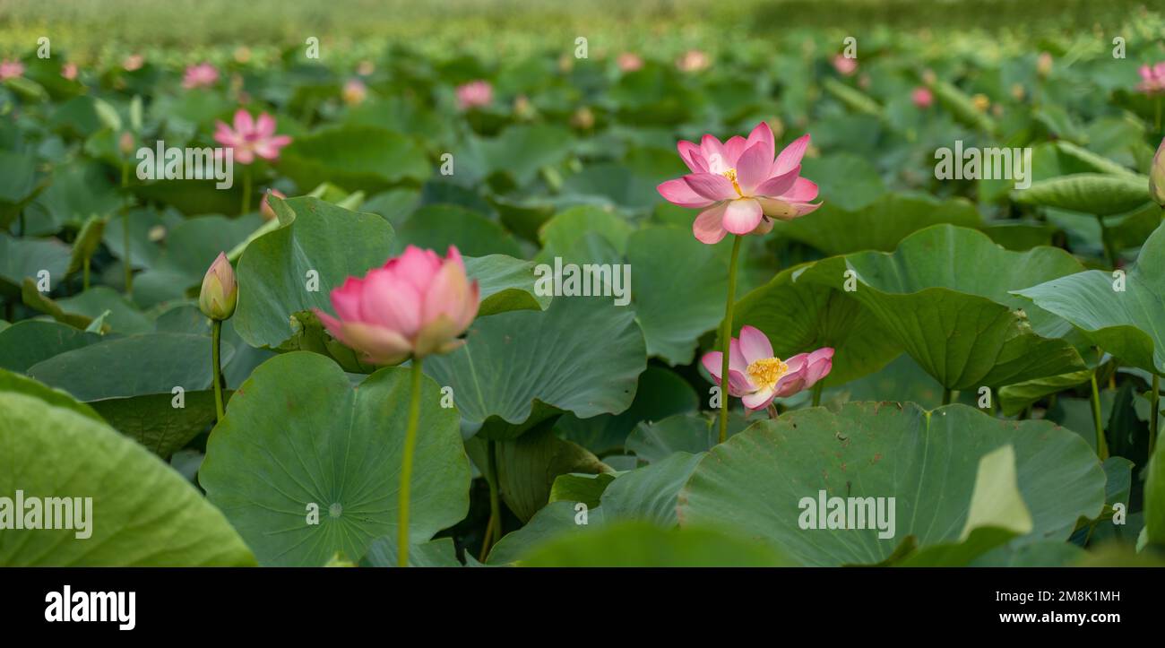A pink lotus flower sways in the wind. Against the background of their ...