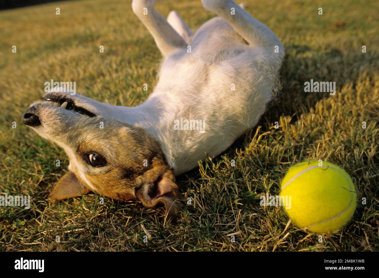 Jack russell terrier mother hi-res stock photography and images - Alamy
